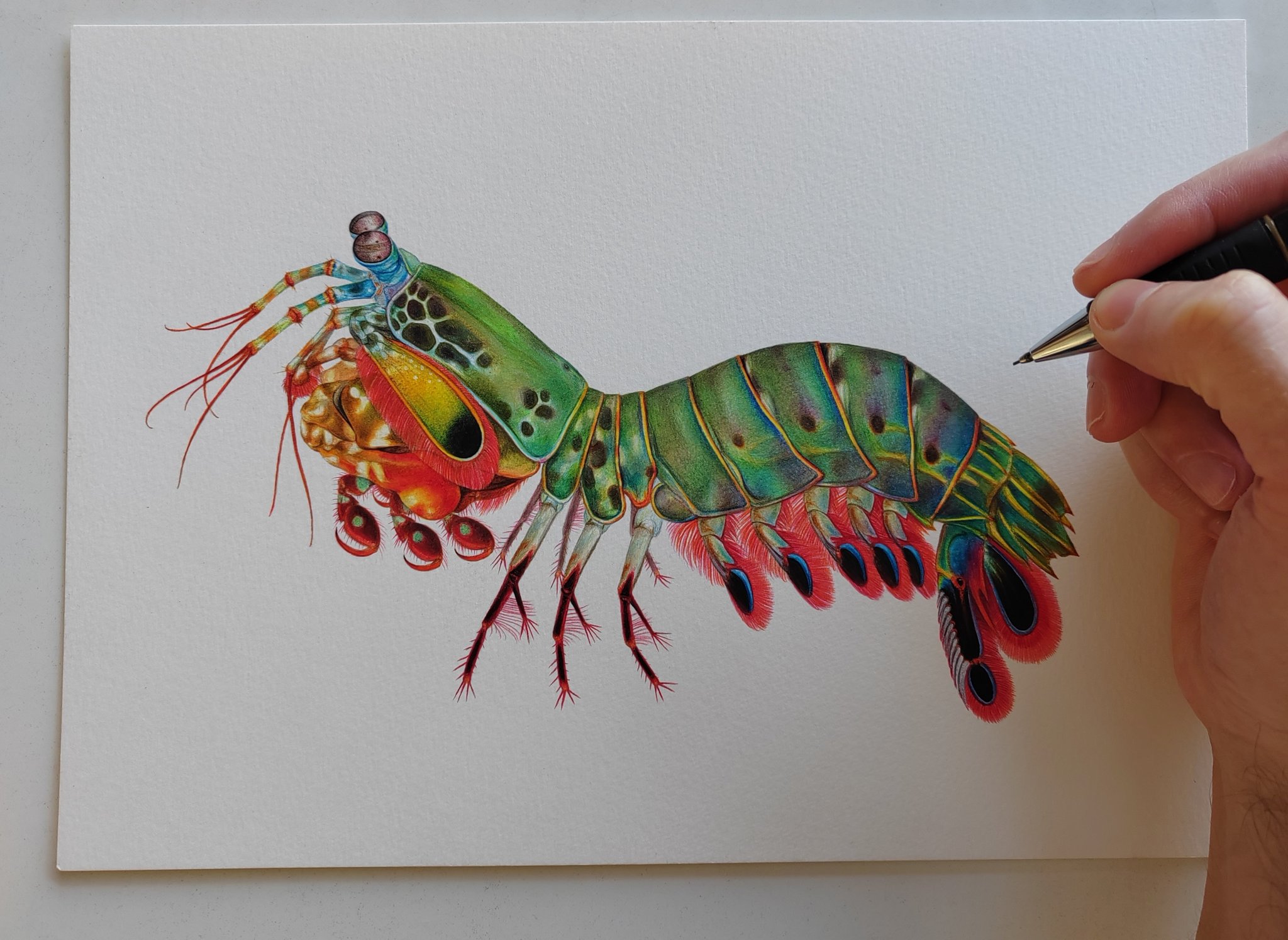 Peacock Mantis Shrimp Drawing