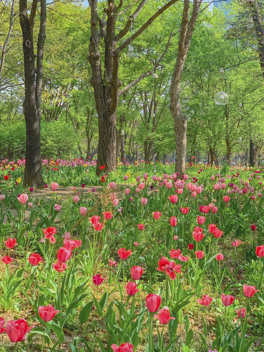 hello dongwon on Twitter: "서울숲 튤립 여행🌷"