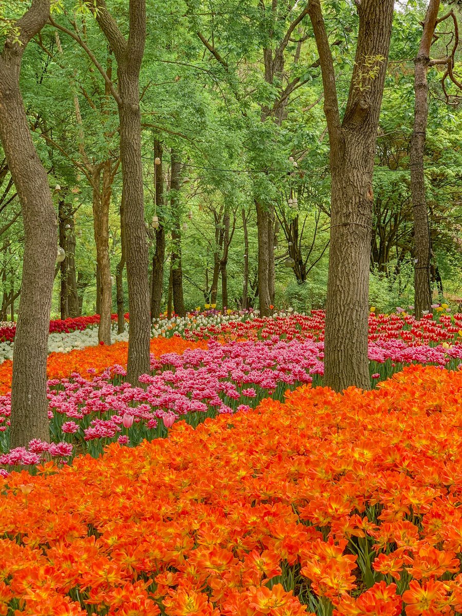hello dongwon on Twitter: "서울숲 튤립 여행🌷"