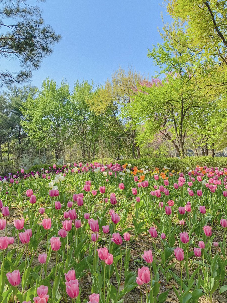 hello dongwon on Twitter: "서울숲 튤립 여행🌷"