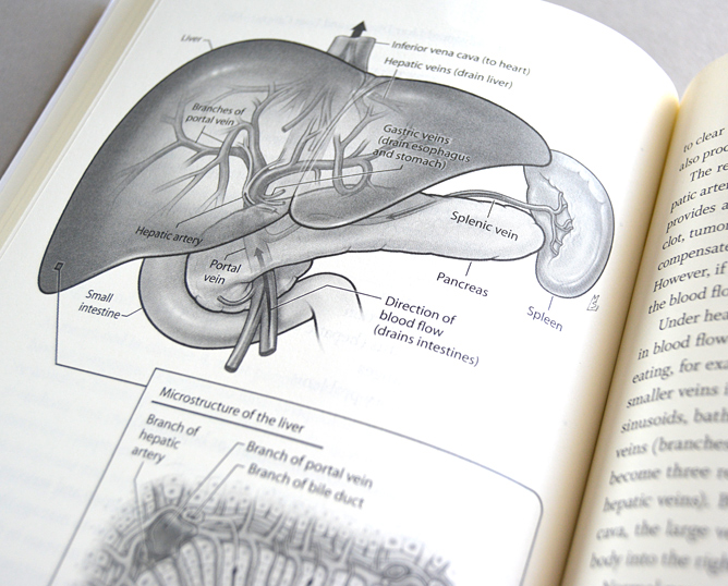 How to protect your liver. Thread🧵 - Thread from George Ferman🚀 @Helios ...