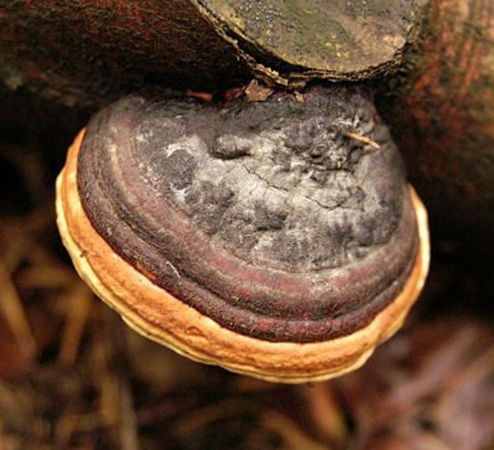 Mushrooms that have shown specific anti-lung cancer activity. A THREAD ...