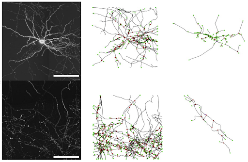 Nature Methods on Twitter: "The BigNeuron collection from Hanchuan Peng and colleagues comes ...