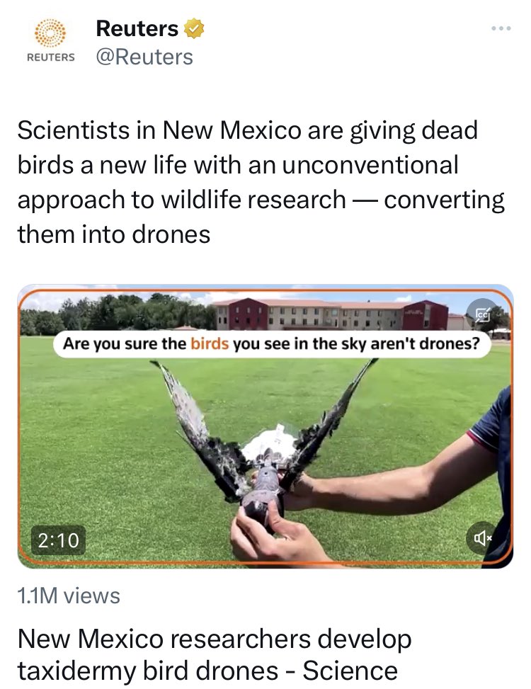 Dead Bird Memes There Goes Another Dead Bird At The Window Hairless