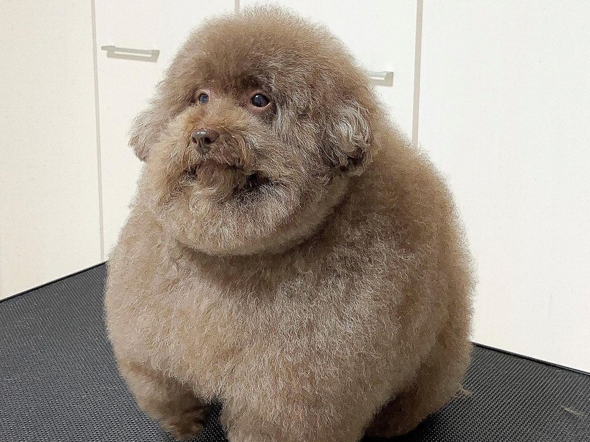 Chow Chow Poodle Mix