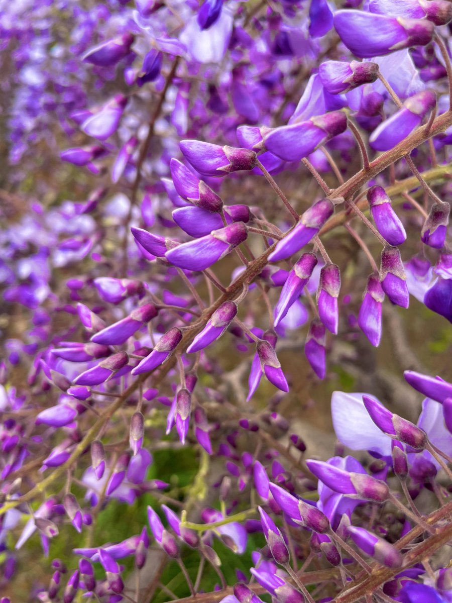 Mujifa(むじふぁ)のSNS(ブログ / X) | WEBザテレビジョン