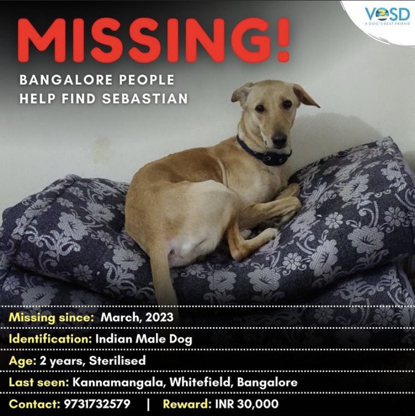 Can A Indian Pariah Dog And A Rampur Greyhound Be Friends