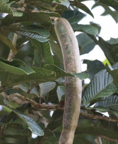 UTP Panamá on Twitter: "RT @anibalfossatti: Guaba machete o Inga spectabilis conoces esta fruta ...