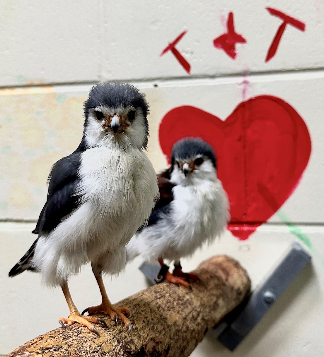 African Pygmy Falcon Baby