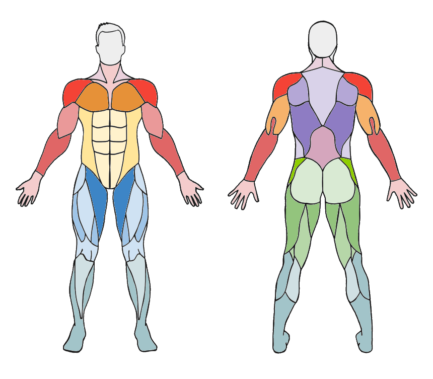All the exercises you should do for each part of your body: (Use this ...
