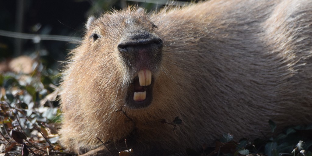 Capybara Teeth