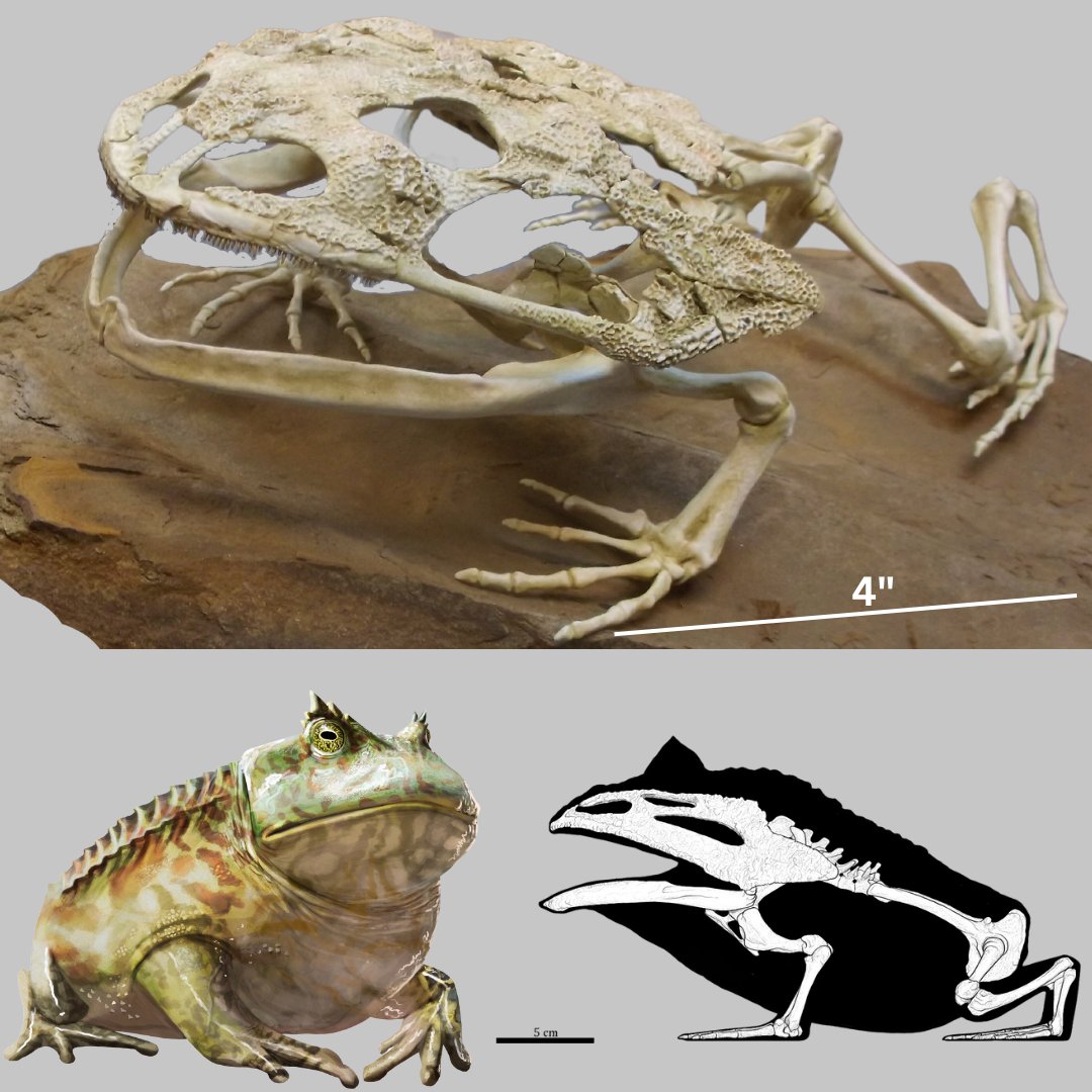 Beelzebufo Fossil Beelzebufo Large Prehistoric Frog JWE 2 Mods (4K