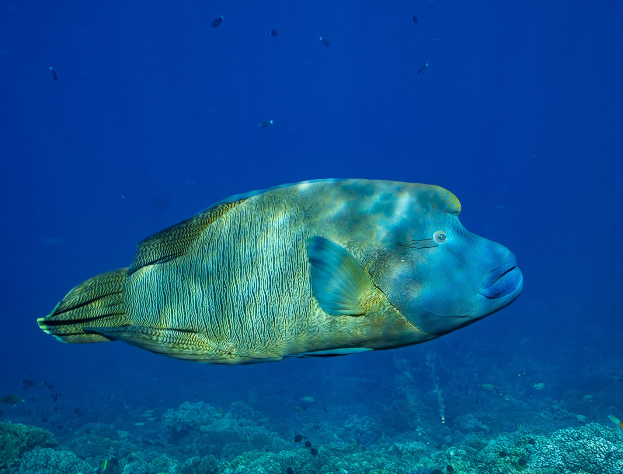 French Polynesia Fish