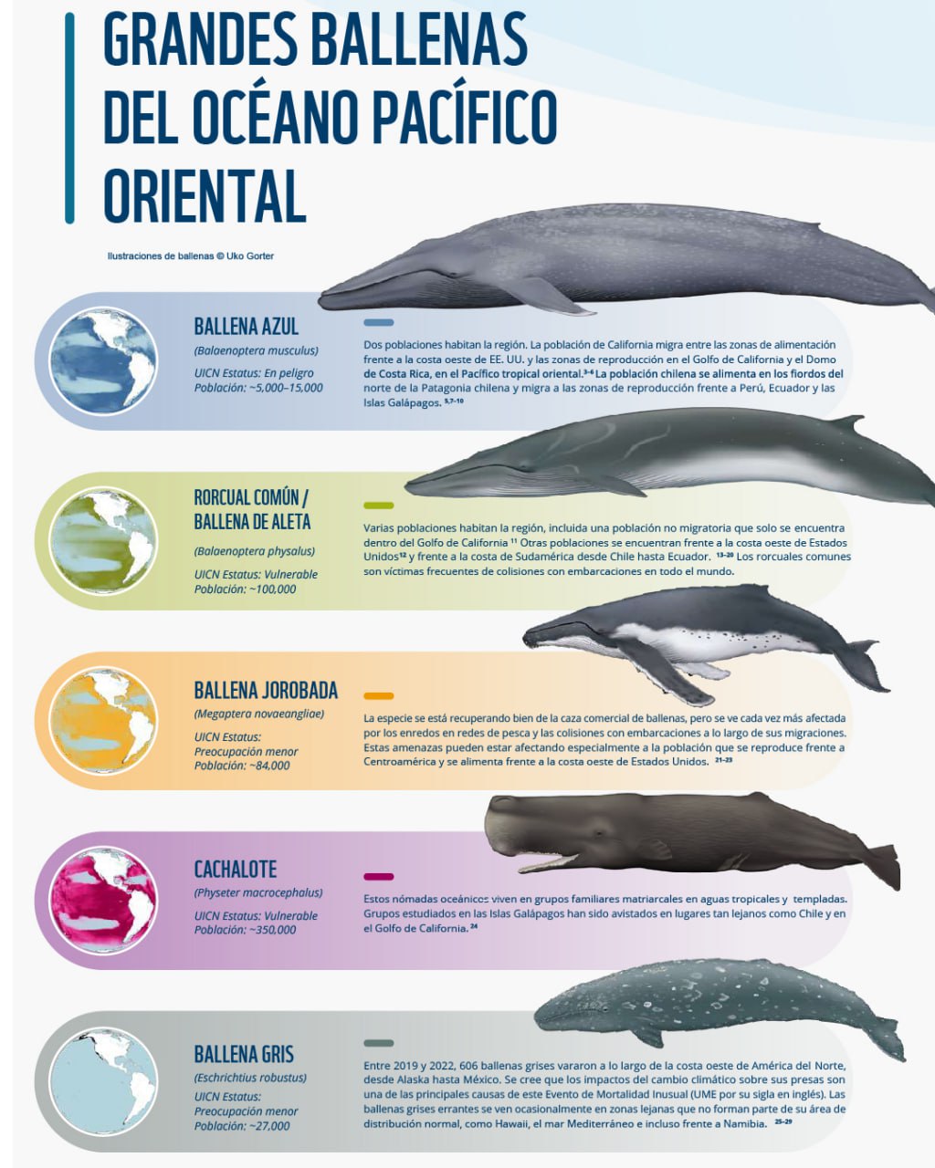 Cachalote Vs Ballena Azul