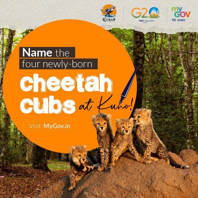 Mygovindia On Twitter Name The Newly Born Cheetah Cubs Four