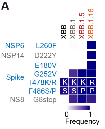The Sato Lab (Kei Sato) on Twitter: "XBB.1.16 = XBB.1 + #F486P, #E180V, and #T478K in spike. i.e ...