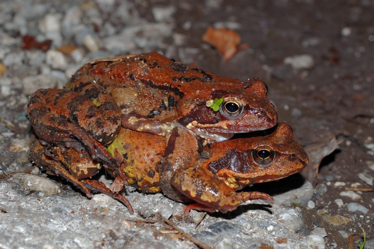 Mojca Škrinjar on Twitter: "RT @PeteRezman: Profesor Keber, ki vodi sveto vojno proti "javnim ...