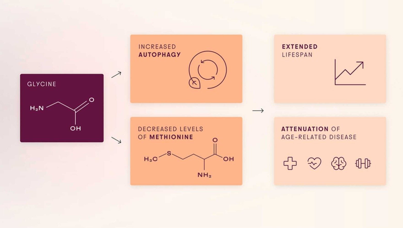 P. D. Mangan Health & Freedom Maximalist 🇺🇸 on Twitter: "Glycine, an amino acid, extends ...
