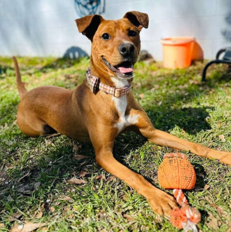 Do Boxers Have Curled Tails