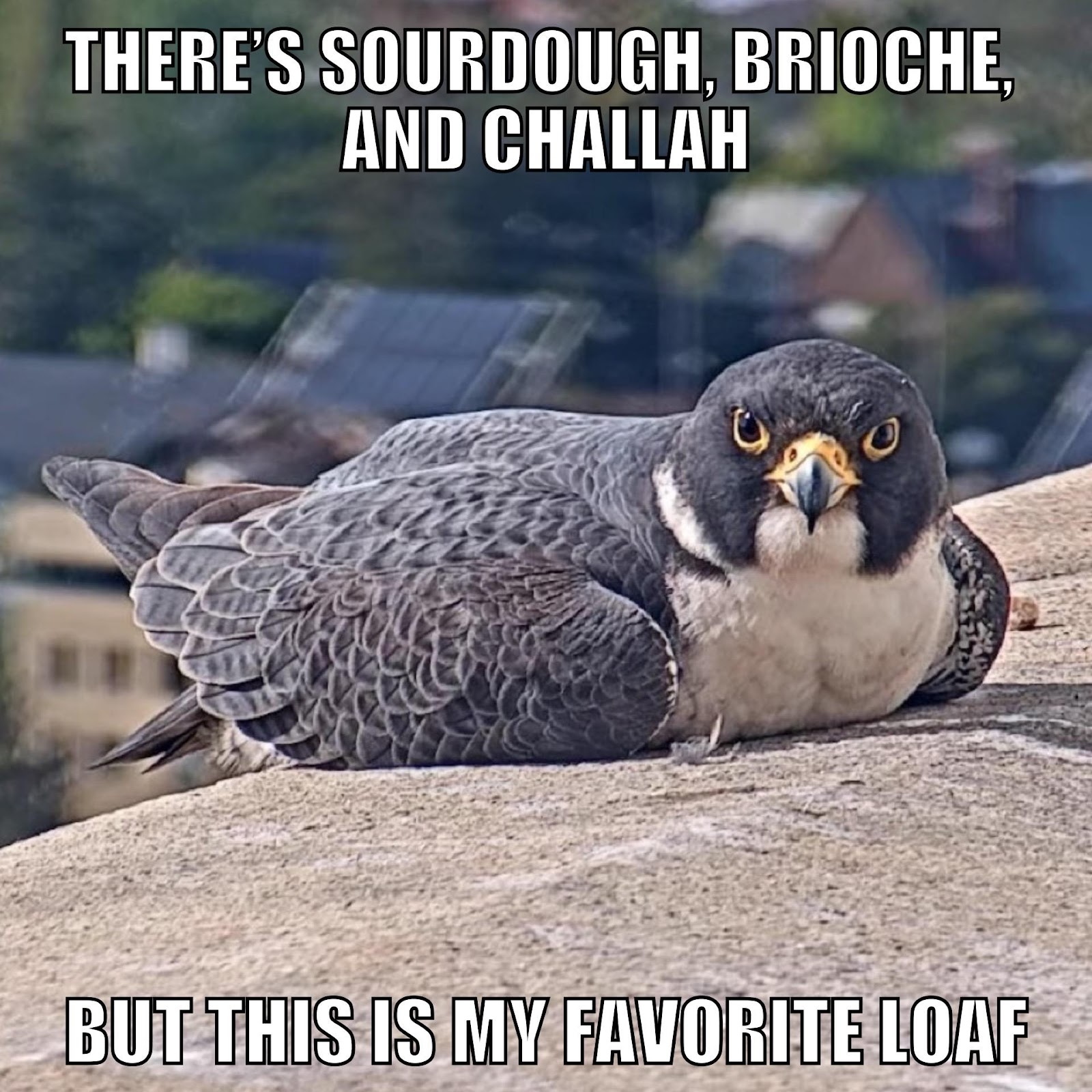 Peregine Falcon Memes