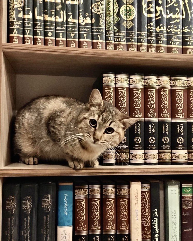 The moment when a cat jumps on the Imam leading prayers in Algeria ...