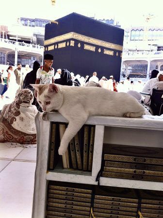 The moment when a cat jumps on the Imam leading prayers in Algeria ...