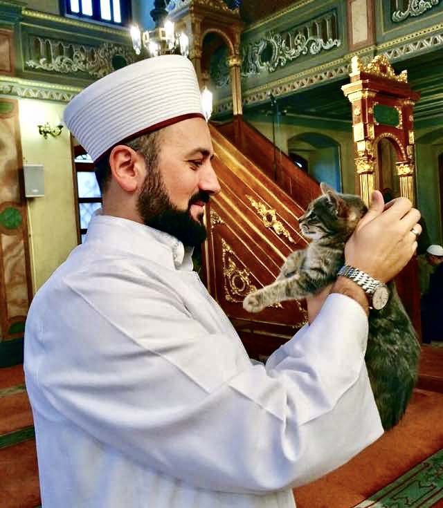 The moment when a cat jumps on the Imam leading prayers in Algeria ...
