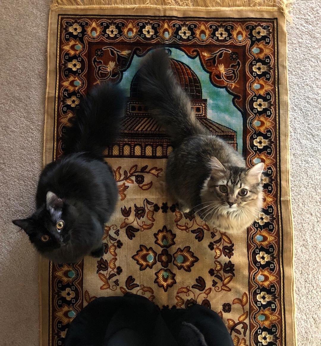 The moment when a cat jumps on the Imam leading prayers in Algeria ...