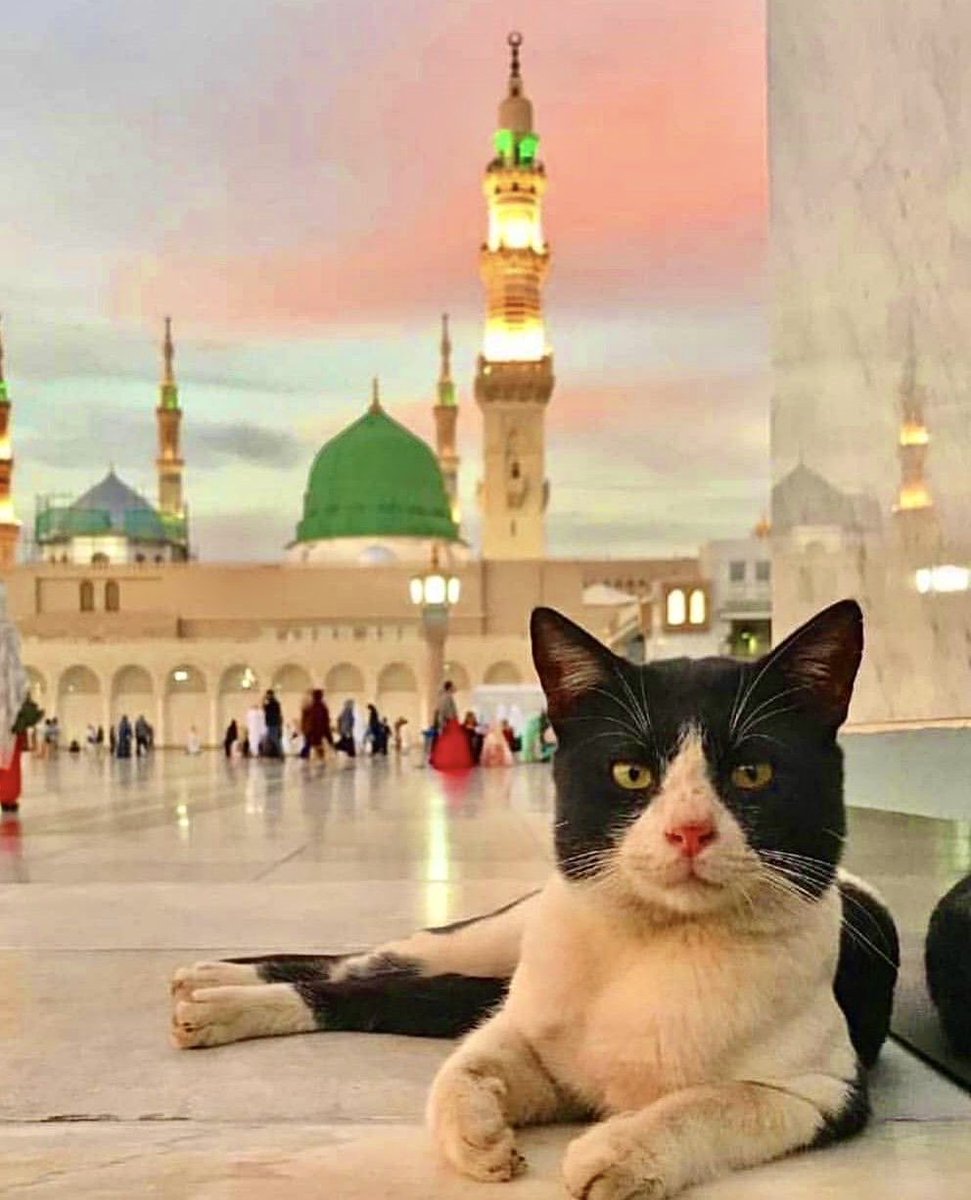 The moment when a cat jumps on the Imam leading prayers in Algeria ...