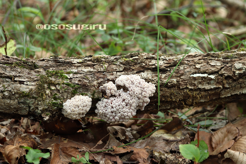 oso 的キノコ擬人化図鑑 on Twitter: "★Microstoma aggregatum (センボンキツネノサカズキ) https://t.co/TxJ1sLZHFH 本当に貴重な ...