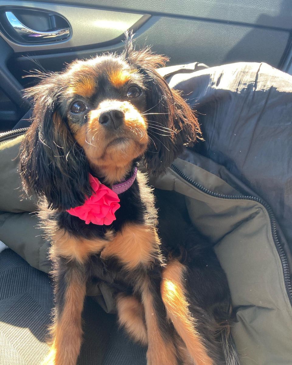 Pound Hounds ResQ on Twitter: "We love when our adopters are so in love ...