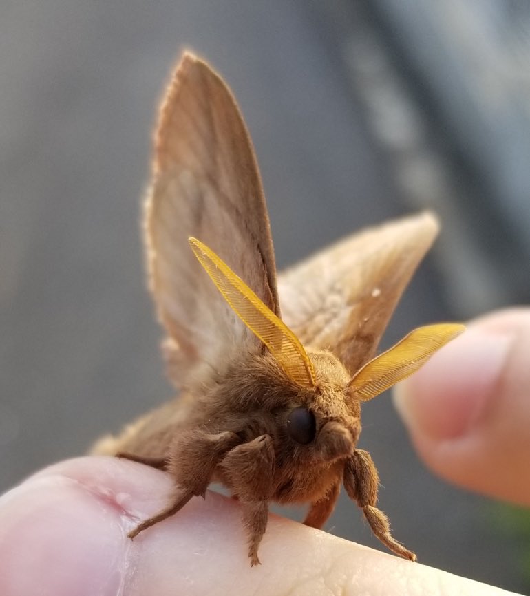 Daily Moths on Twitter: