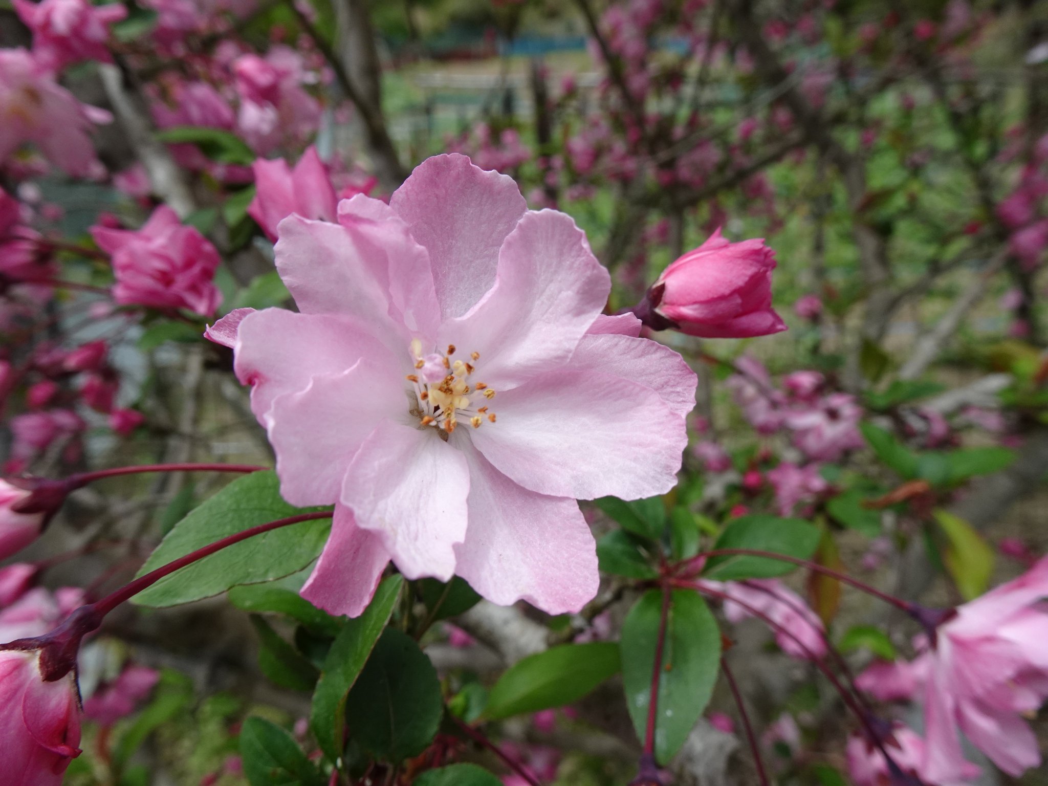 kazu on Twitter: "カイドウの花 秩父市上吉田 カイドウ街道 #カイドウの花 #カイドウ街道 #秩父インスタ部 https://t.co/JcAZ6nrXLZ" / Twitter