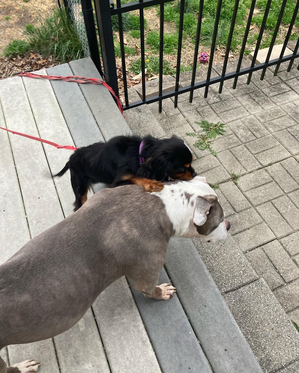 Pound Hounds ResQ on Twitter: "We love when our adopters are so in love ...