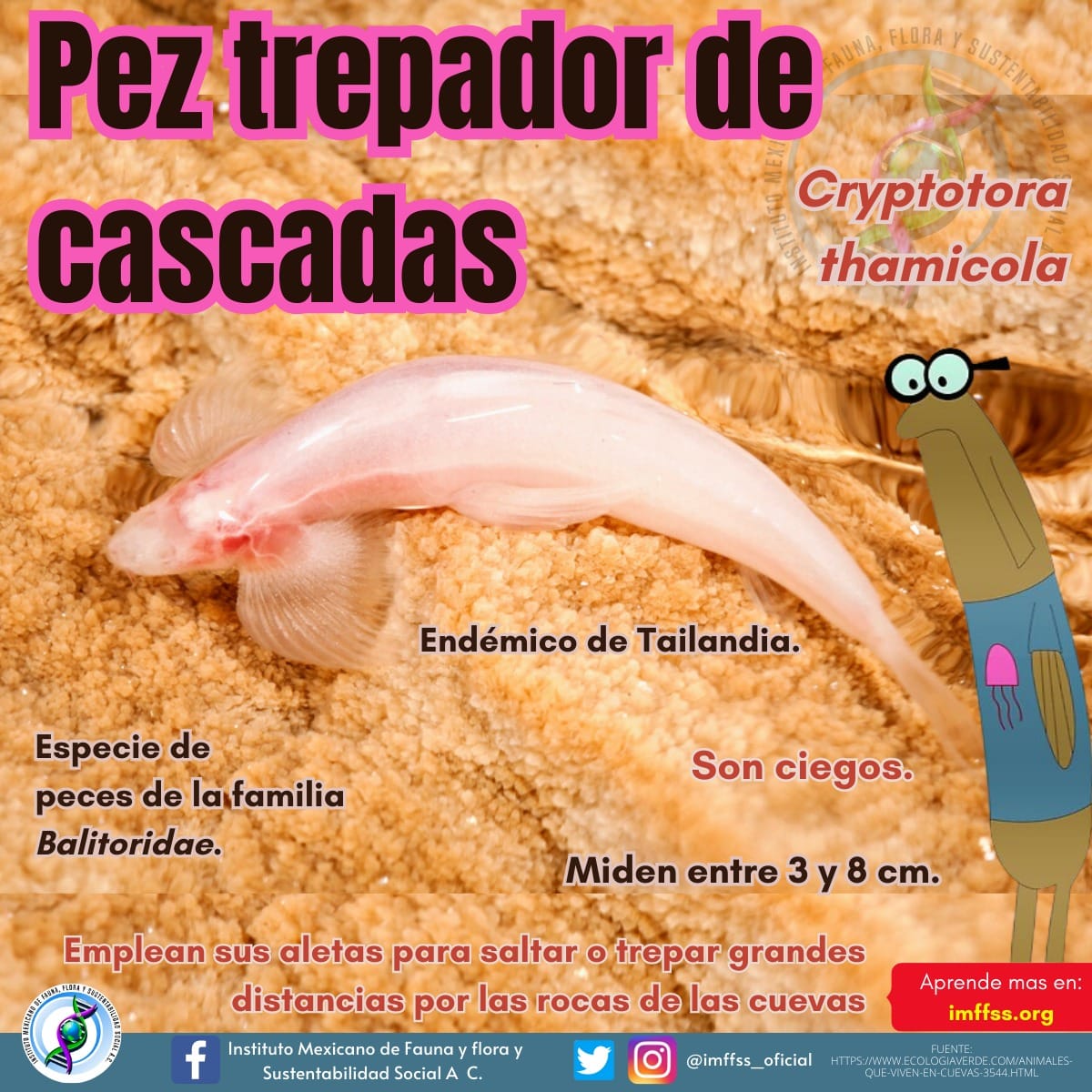Cyana Todo Buceo on Twitter: Cyana Todo Buceo on Twitter: