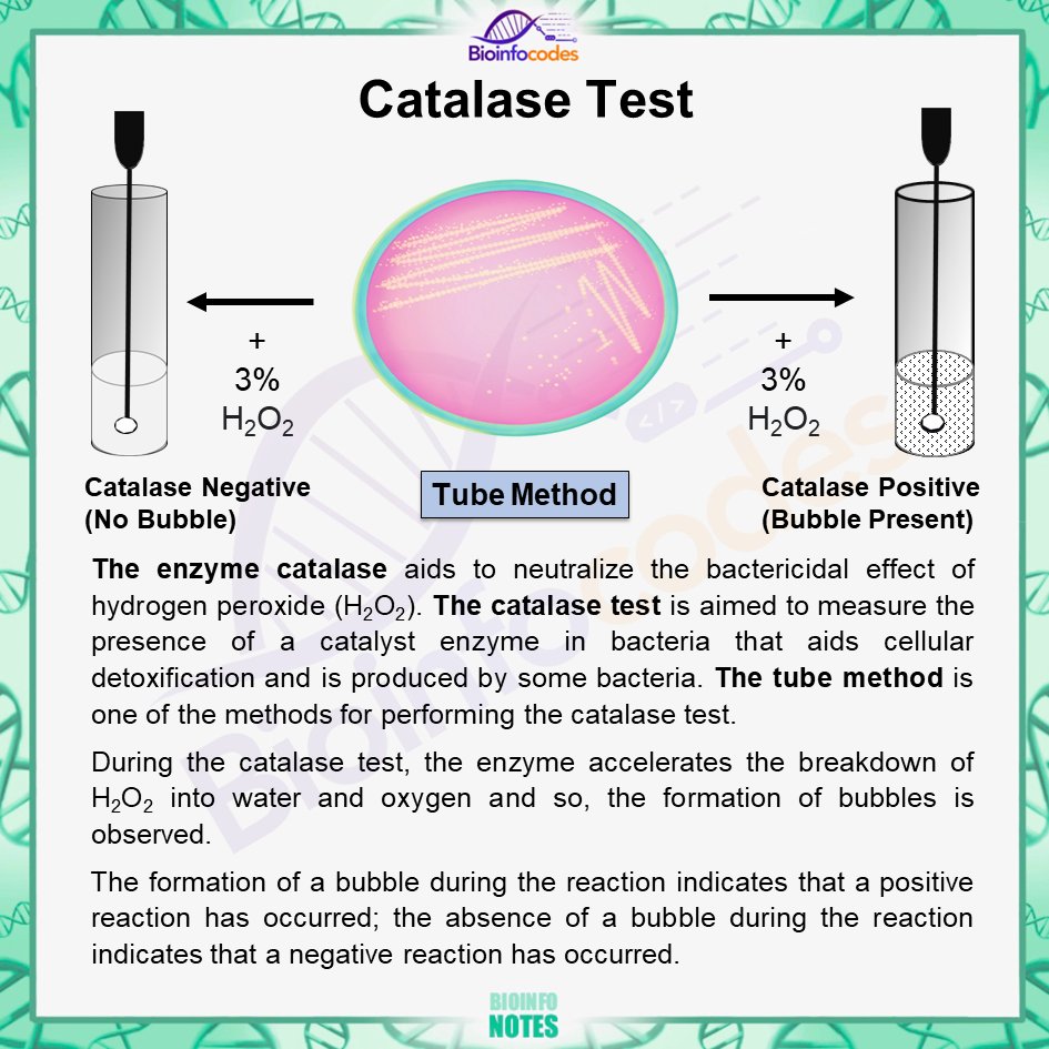 Staphylococcus Aureus Catalase Test