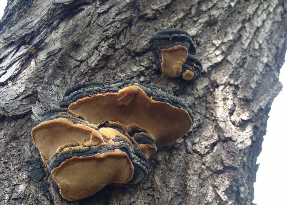 Three amazing cases of tumour regression with the use of Phellinus linteus also known as black ...