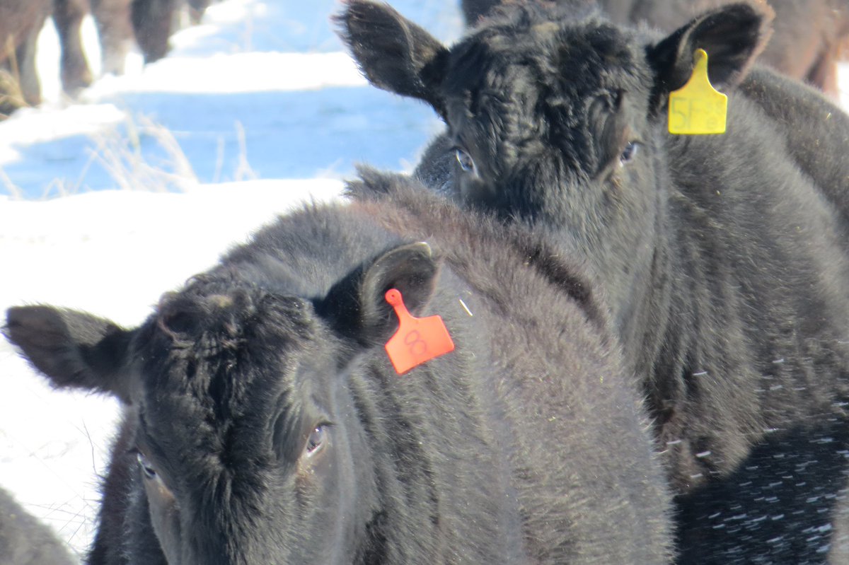 Nerbas Bros. Angus on Twitter: