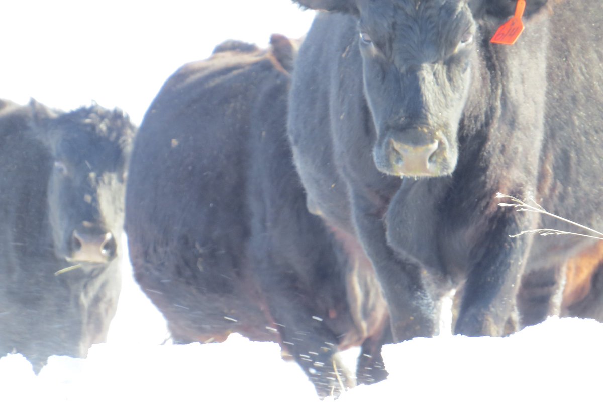 Nerbas Bros. Angus on Twitter: