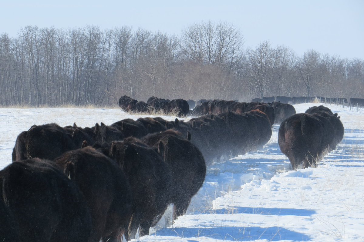 Nerbas Bros. Angus on Twitter: