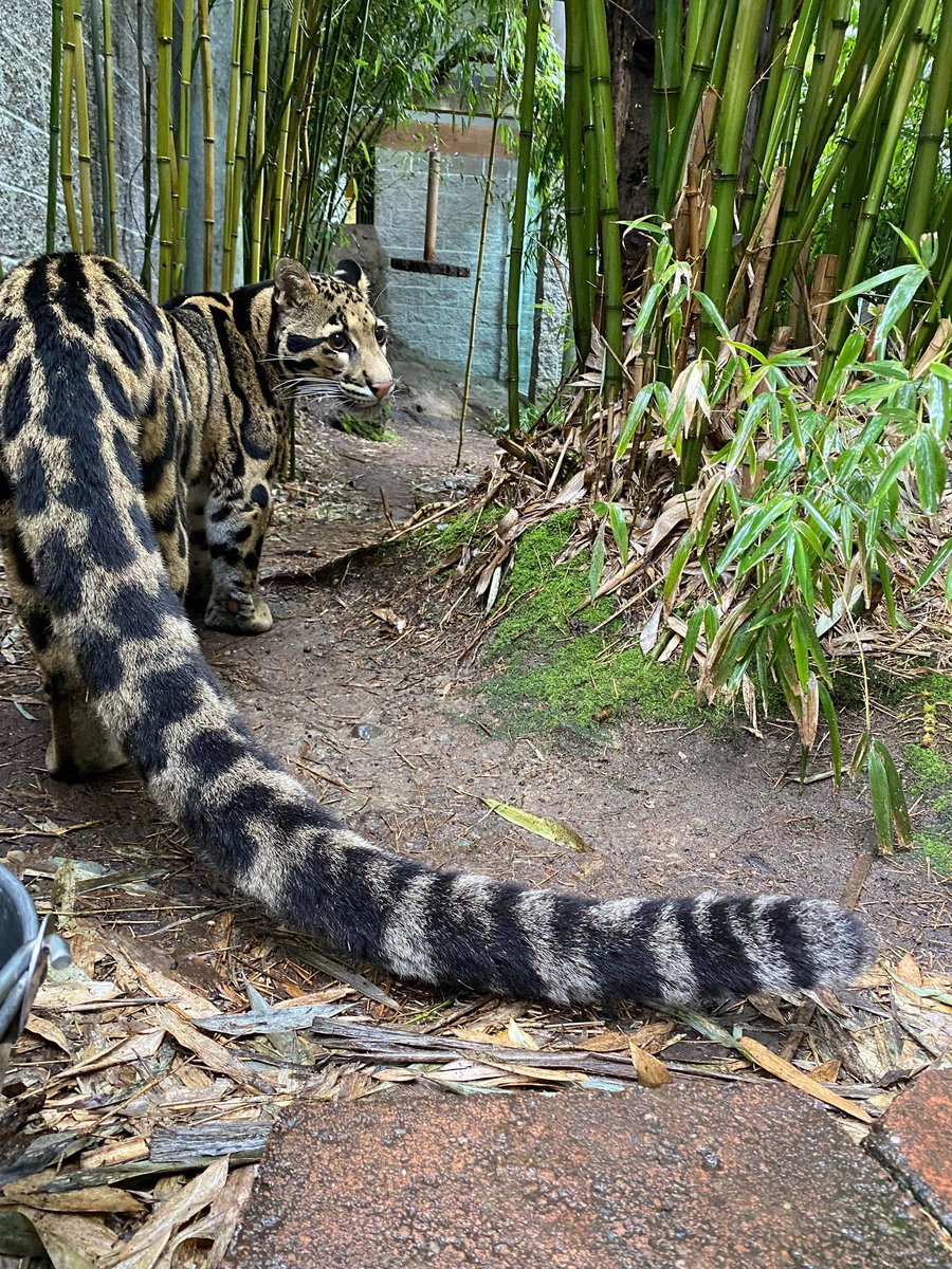 Point Defiance Zoo & Aquarium on Twitter: "Beautiful Rakhan the clouded leopard and that ...