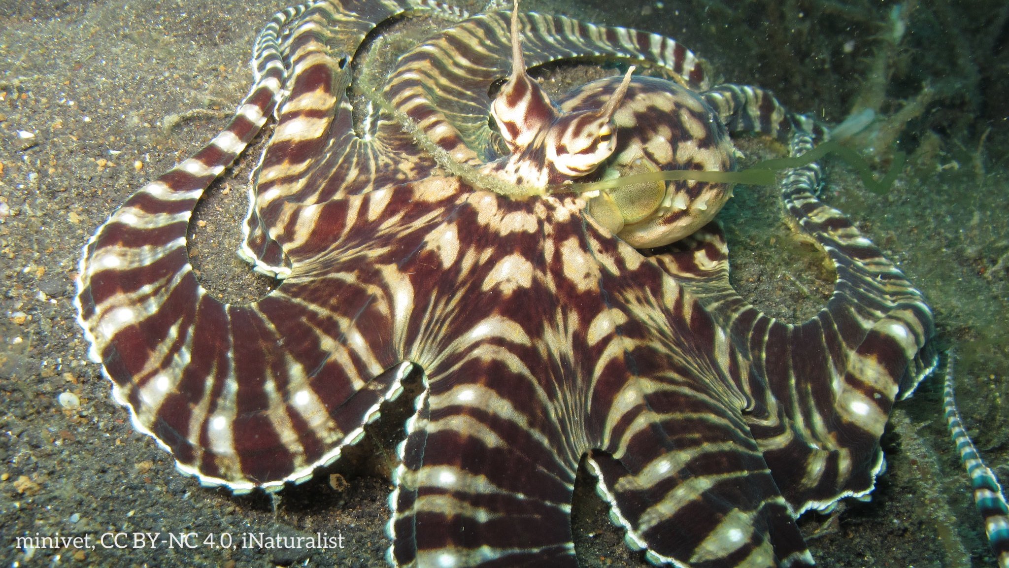 Mimic Octopus Camouflage