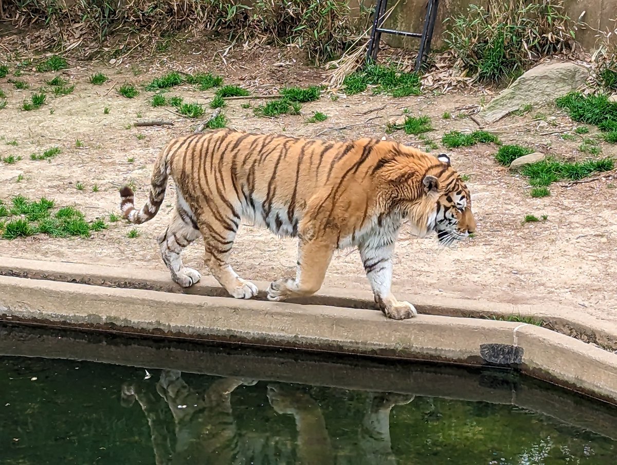 Kazan 🔜 FWA on Twitter: "Second stop today was the national zoo. Got to see some kitties :3"