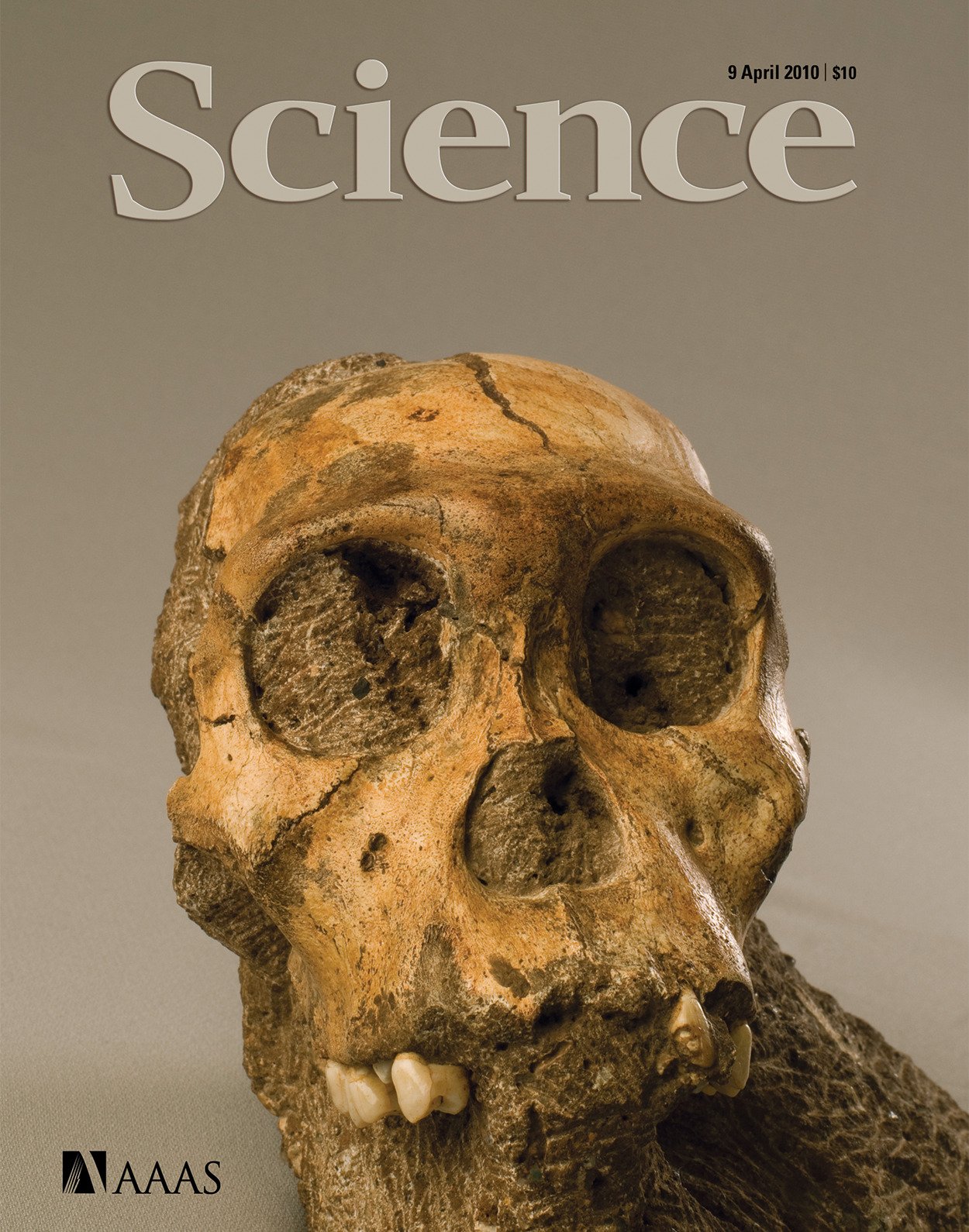 Australopithecus Sediba Skeleton