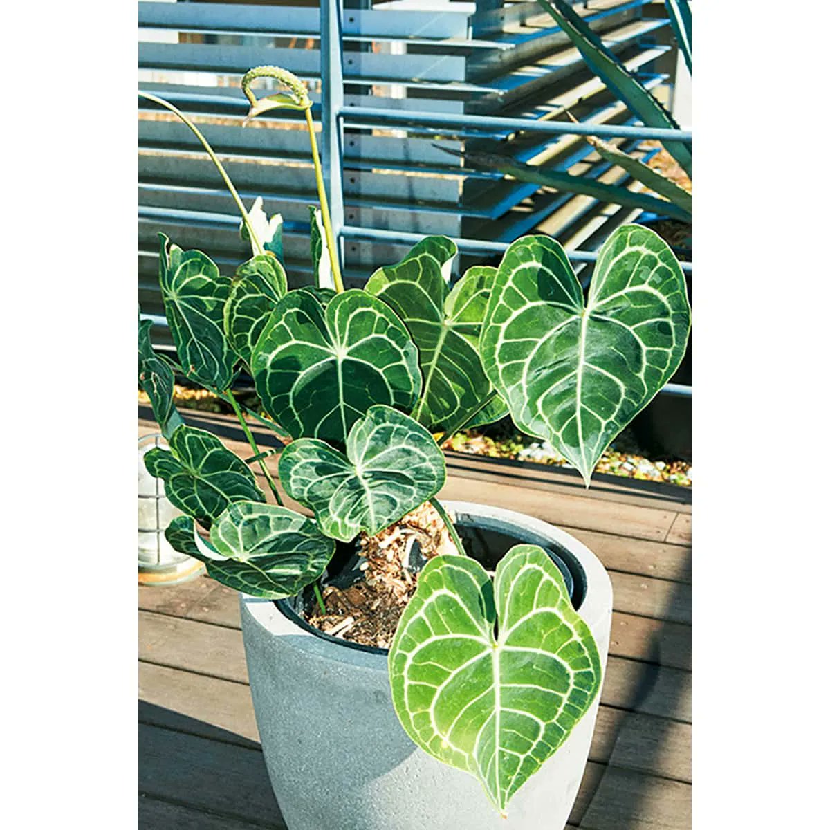 GINZA on Twitter: "眺めるだけでエネルギーをもらえる、緑とともに暮らすあの人の部屋は？ https://ginzamag.com/lifestyle/everybodys ...