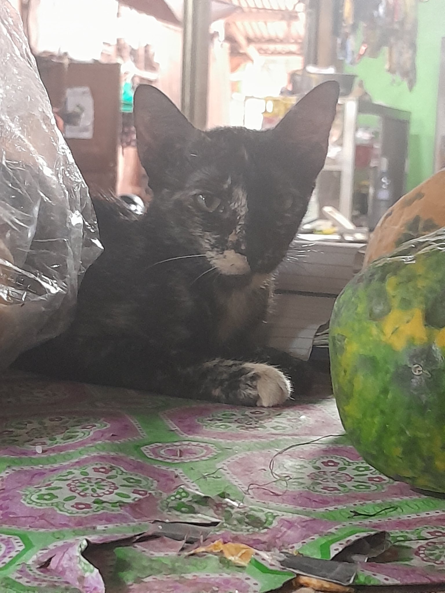 reizel (@zelaiai) / Twitter