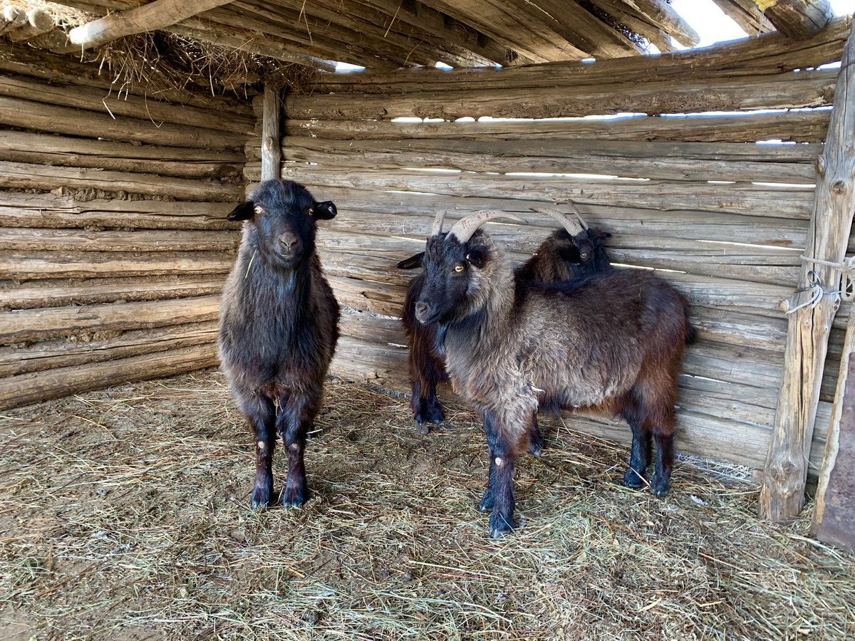 Хөдөөний хүүхэн On Twitter Ямаа самнаж үзлээ 🐐 Хаг нь босоод