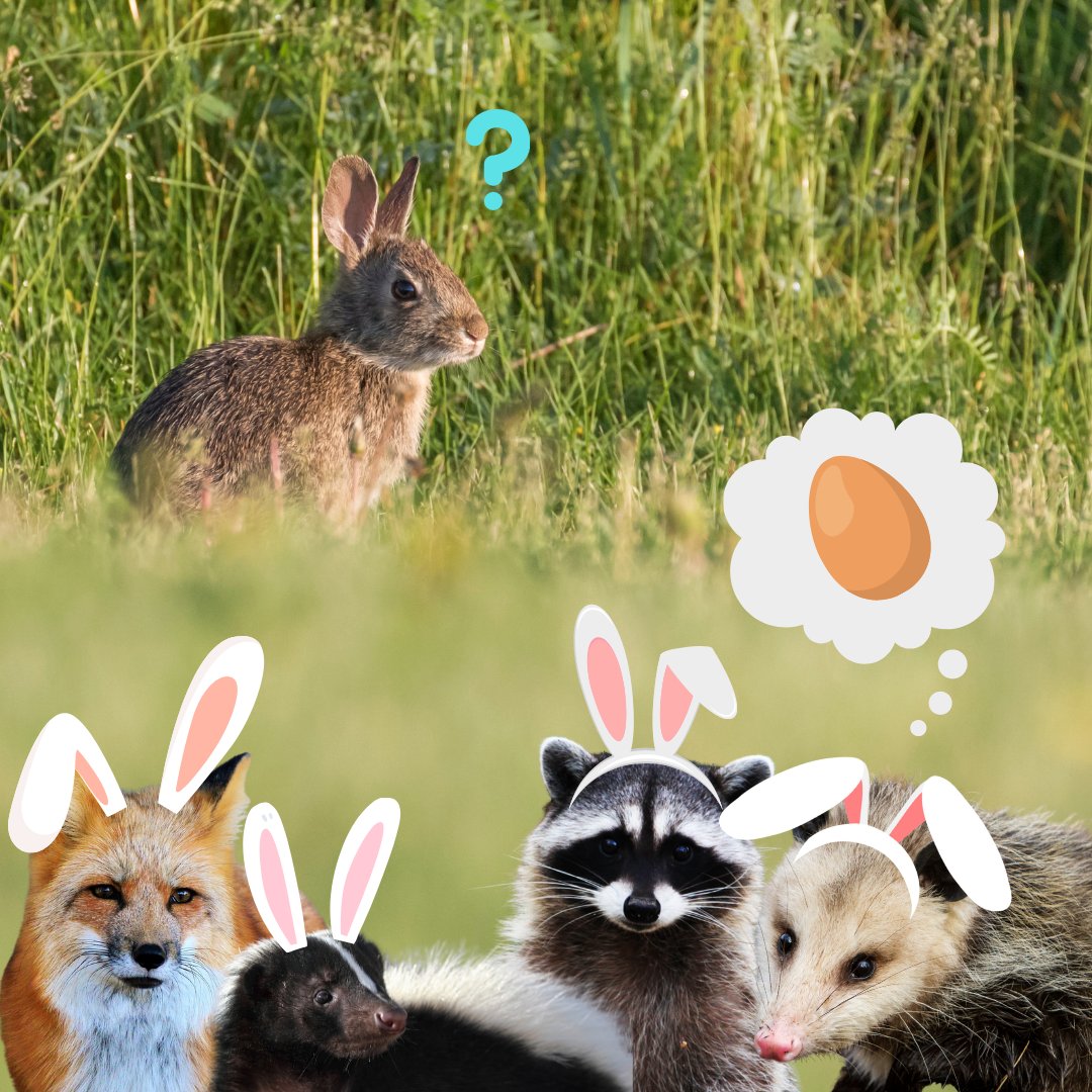 US Fish and Wildlife on Twitter: "You’ve heard of the Easter Bunny, but ...