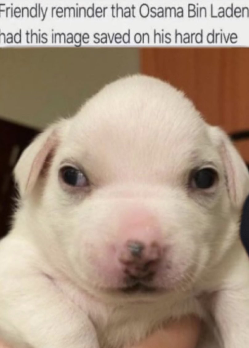 Osama Dog Meme
