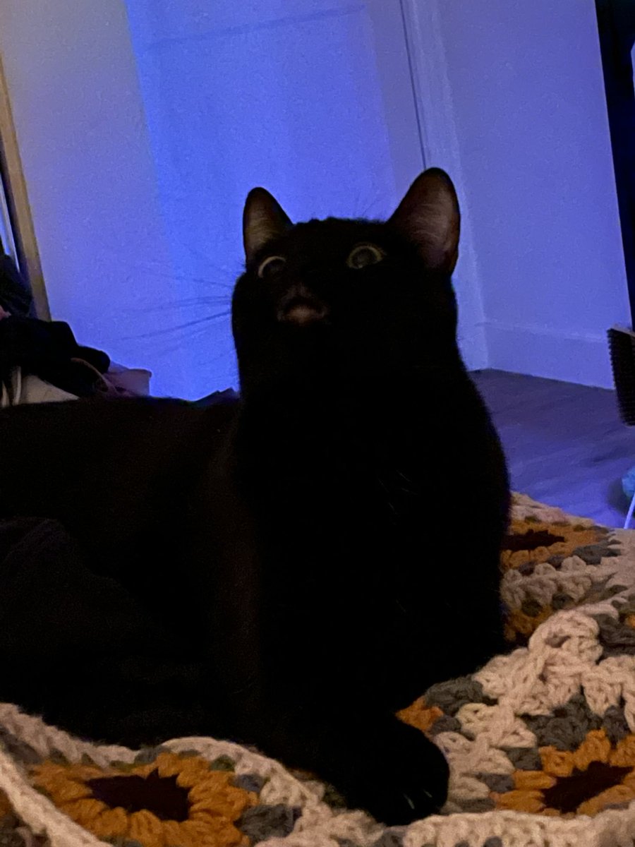 Shubble Alt On Twitter why Does My Cat Have Lips shubble-alt-on-twitter-why-does-my-cat-have-lips
